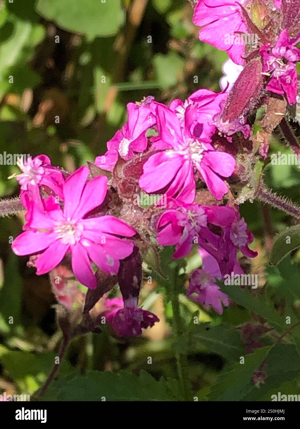 red campion (Silene dioica Stock Photo - Alamy