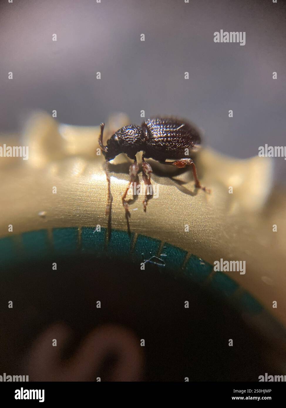 Strawberry Root Weevil (Otiorhynchus ovatus Stock Photo - Alamy