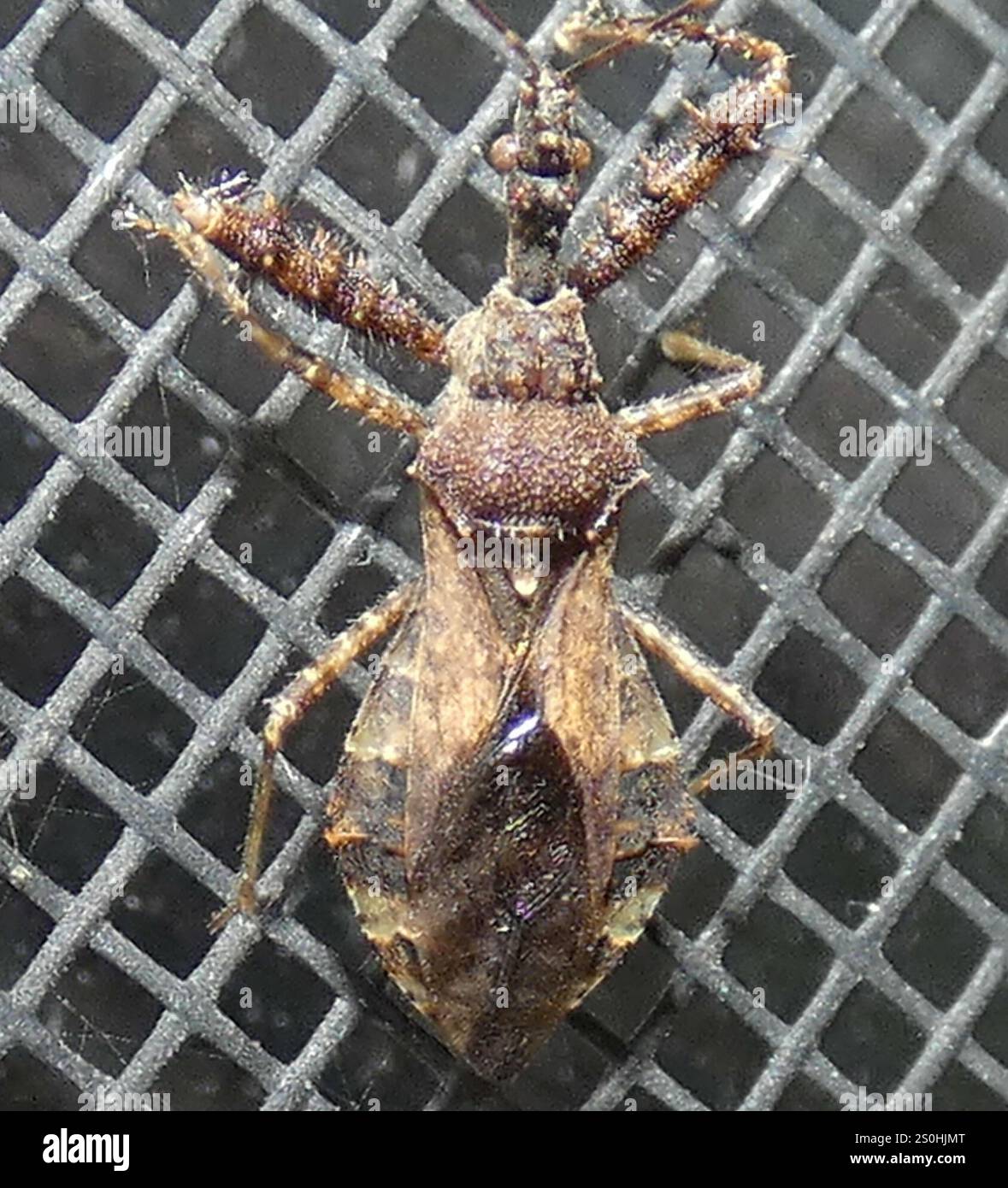 Spiny Assassin Bug (Sinea spinipes Stock Photo - Alamy