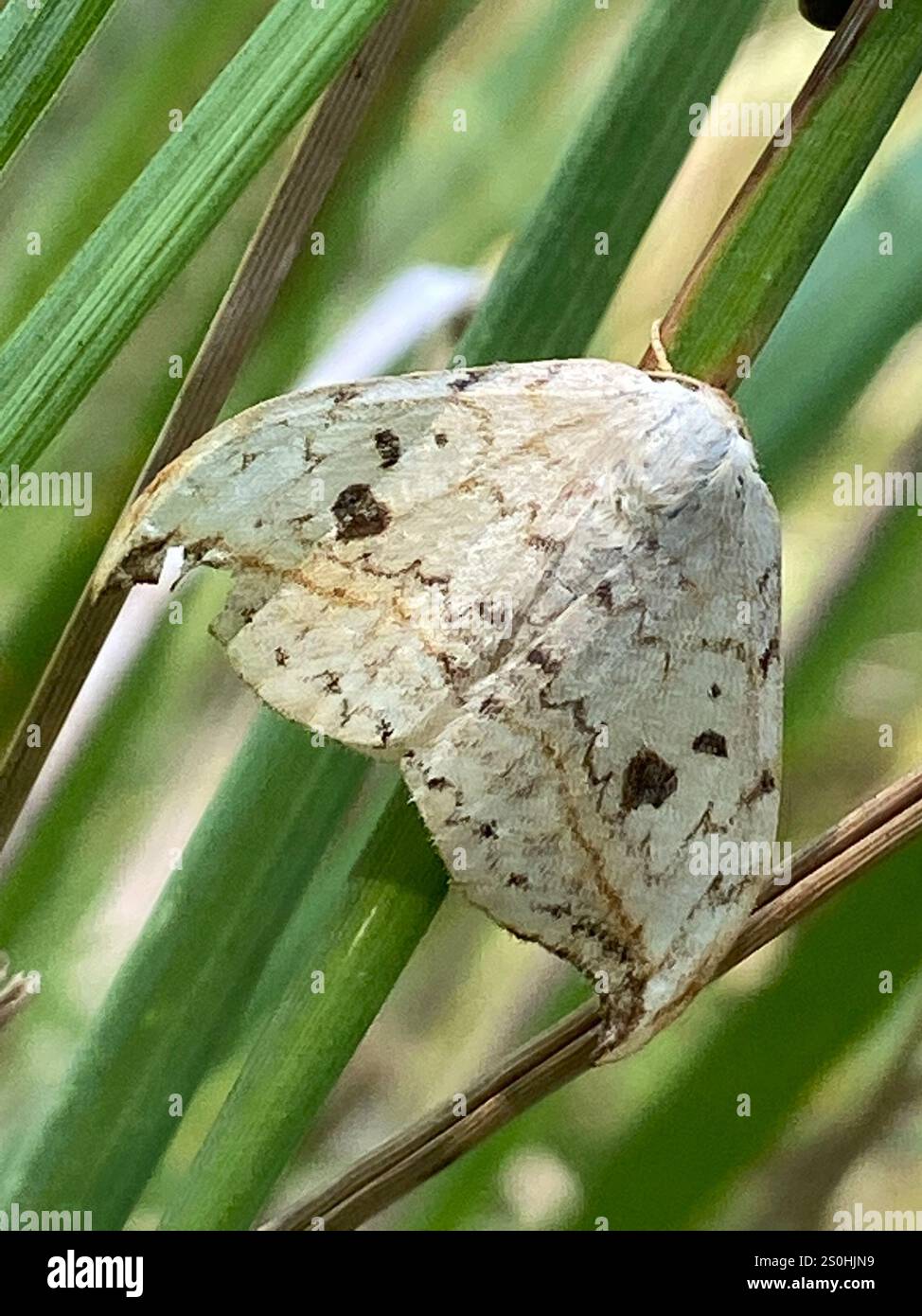 Pebble Hook-tip (Drepana falcataria Stock Photo - Alamy