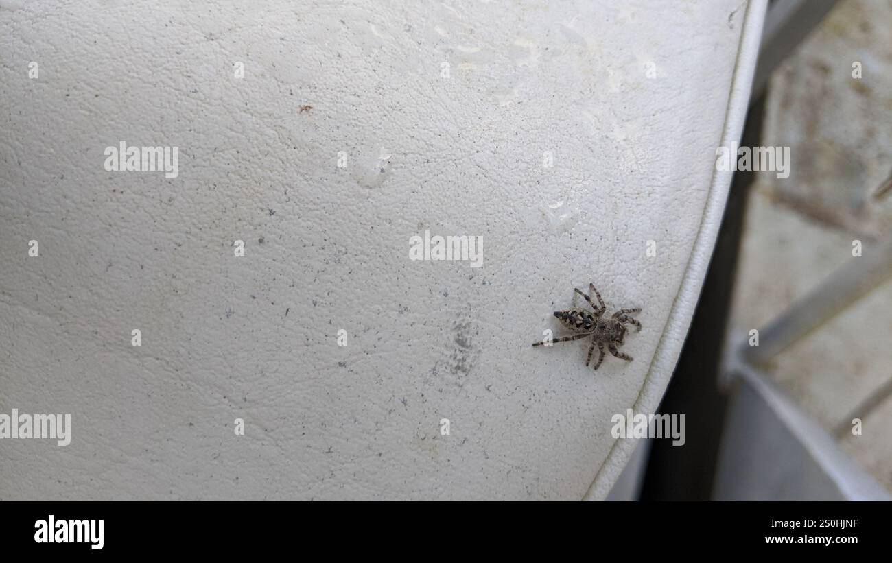 canopy jumping spider (Phidippus otiosus Stock Photo - Alamy