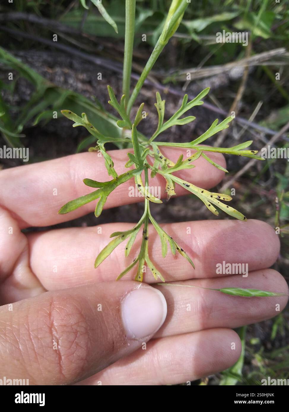 Wyeth Biscuitroot (Lomatium ambiguum Stock Photo - Alamy