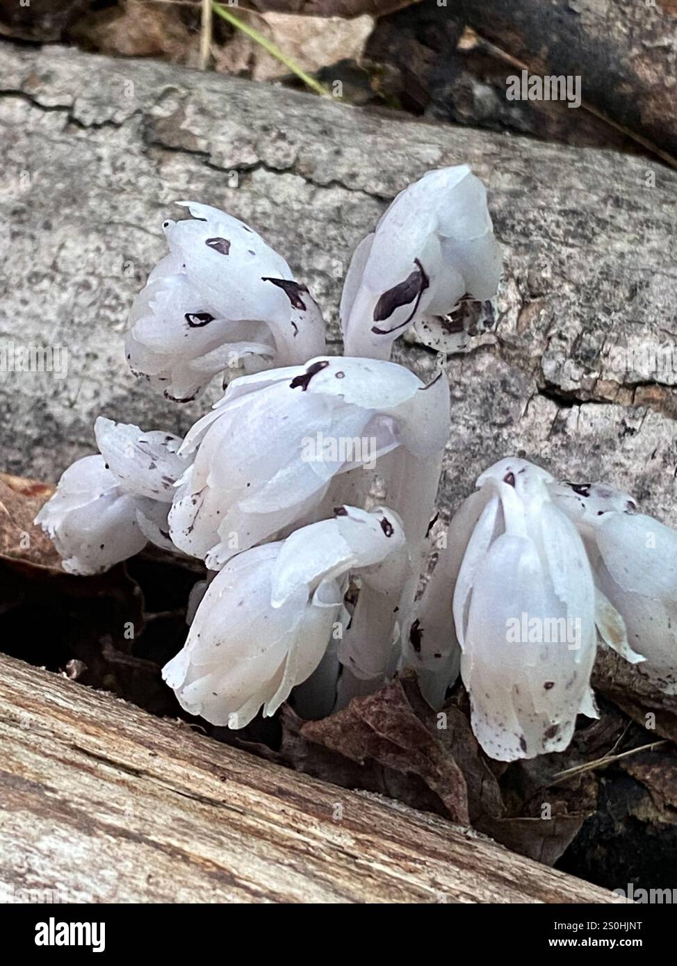 Ghost Pipe (Monotropa uniflora Stock Photo - Alamy