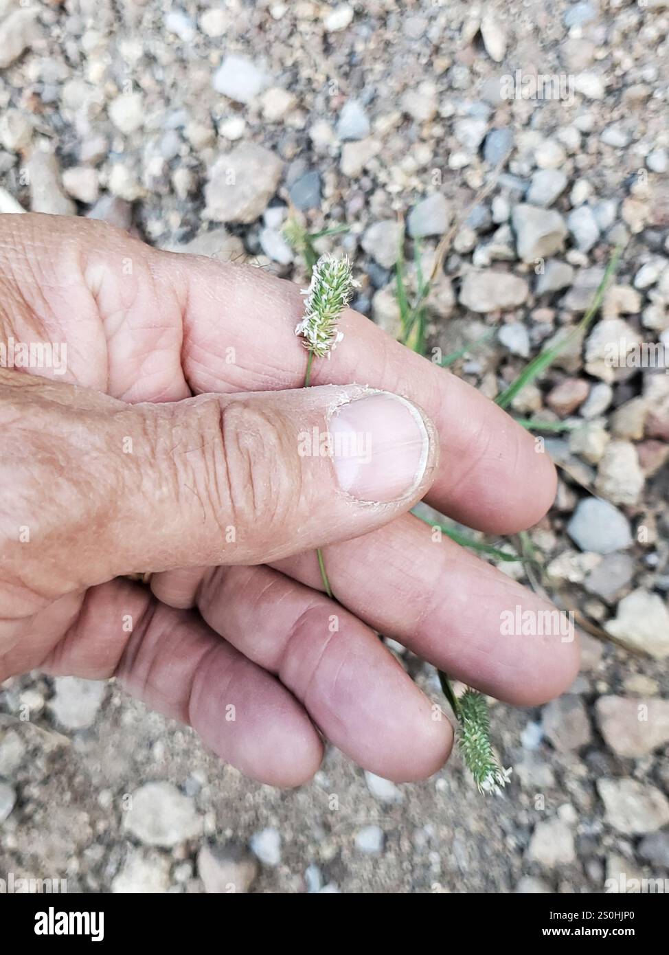 Alpine Timothy (Phleum alpinum Stock Photo - Alamy