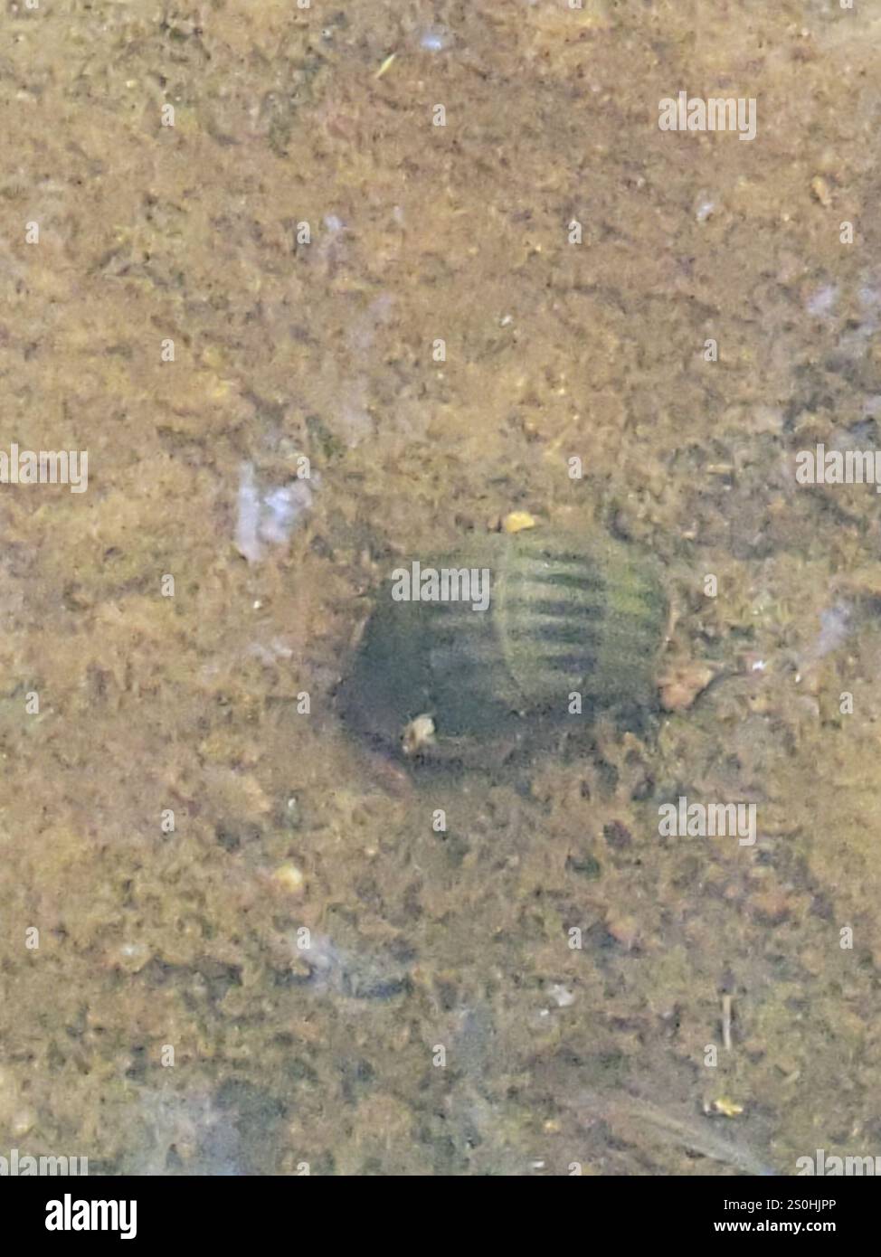 Florida Apple Snail (Pomacea paludosa Stock Photo - Alamy
