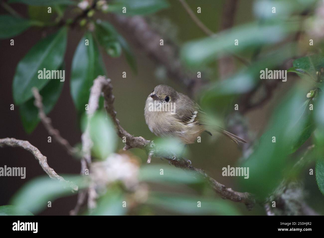 Hutton's Vireo (Vireo huttoni Stock Photo - Alamy