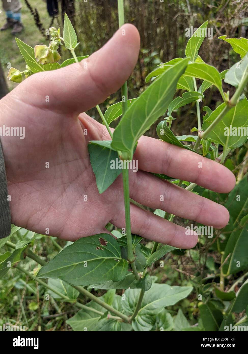 Wild Four o'Clock (Mirabilis nyctaginea Stock Photo - Alamy