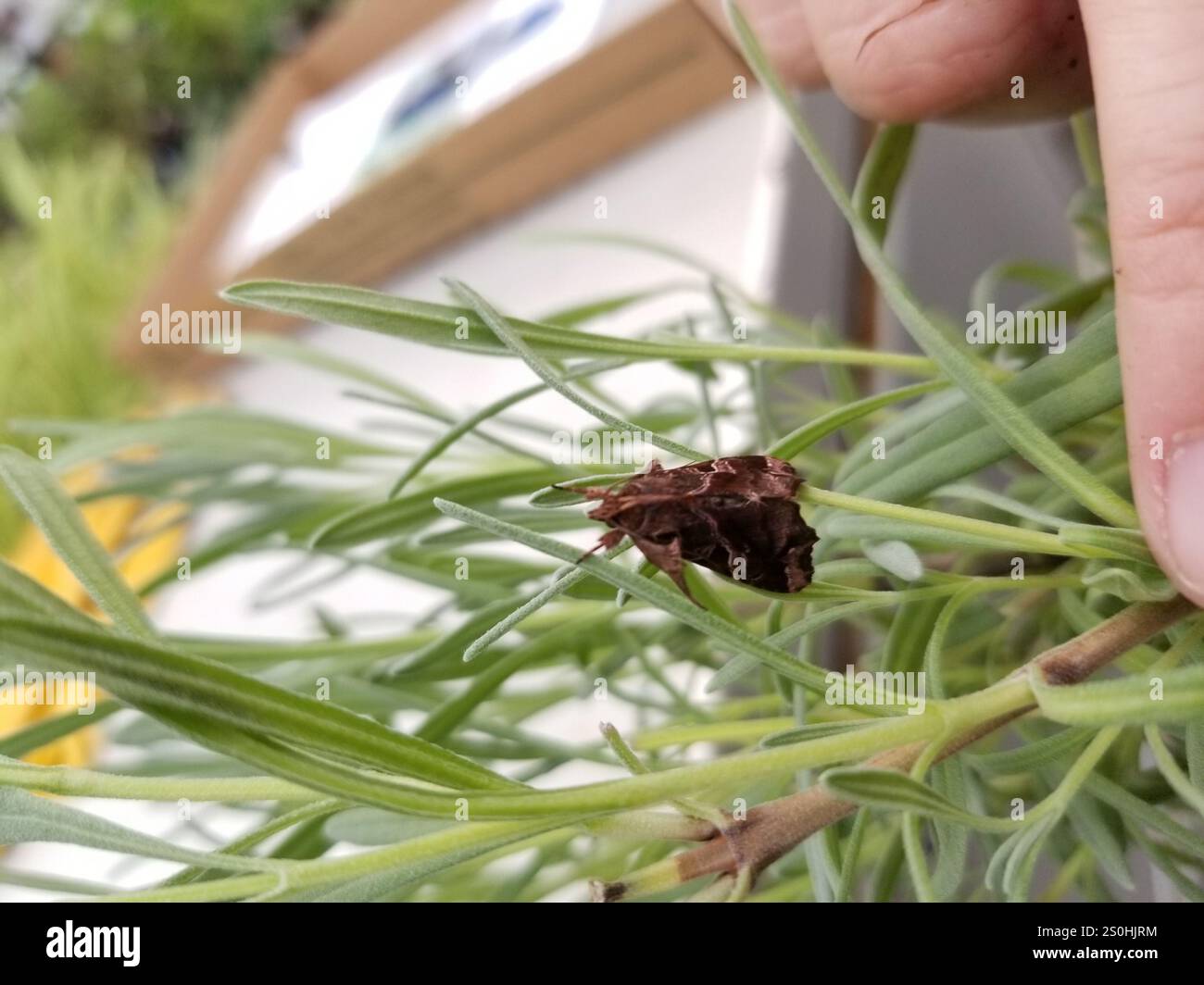 Florida Fern Moth (Callopistria floridensis Stock Photo - Alamy