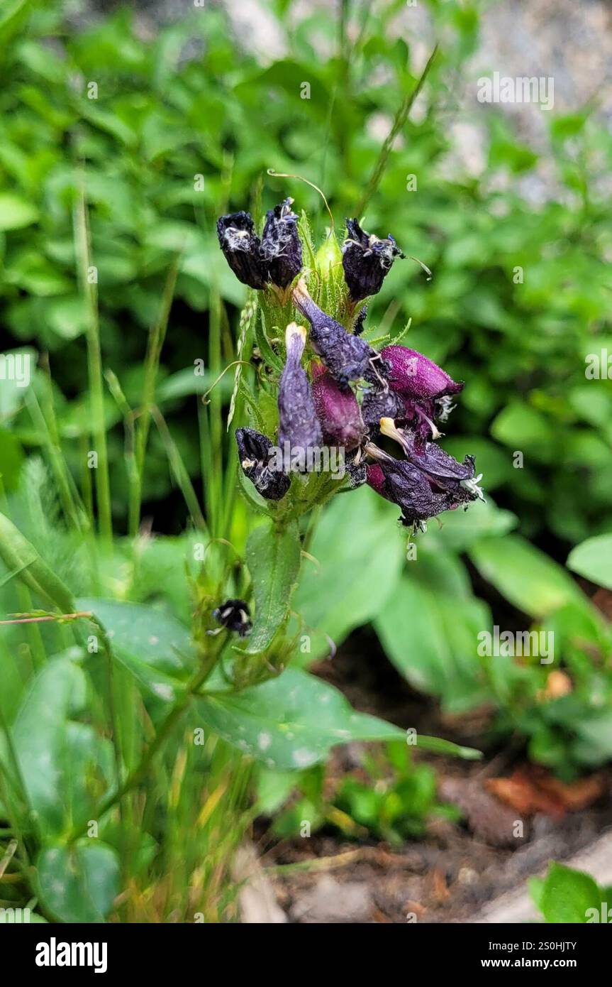 Whipple's penstemon (Penstemon whippleanus Stock Photo - Alamy