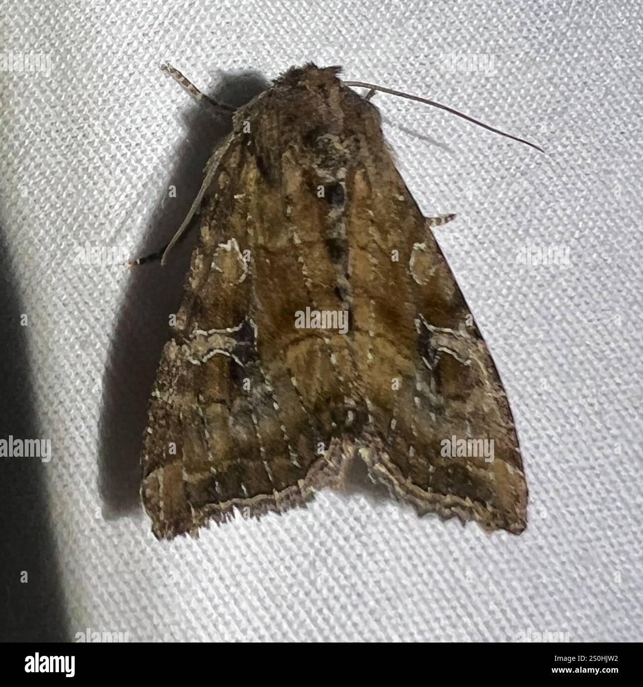 Veiled Ear Moth (Loscopia velata Stock Photo - Alamy