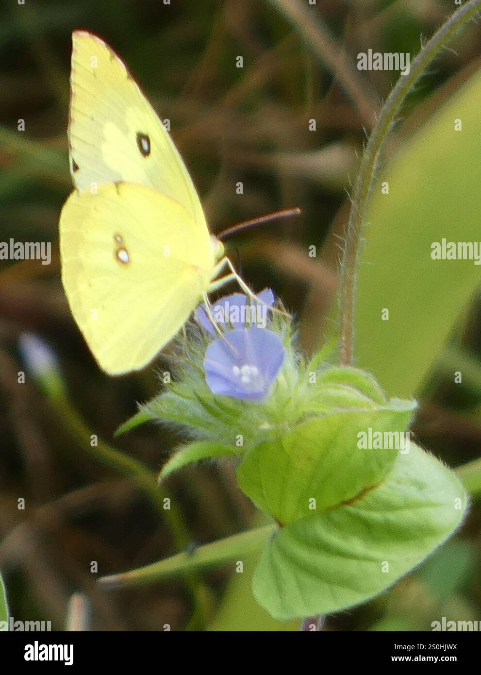 Southern Dogface (Zerene cesonia Stock Photo - Alamy