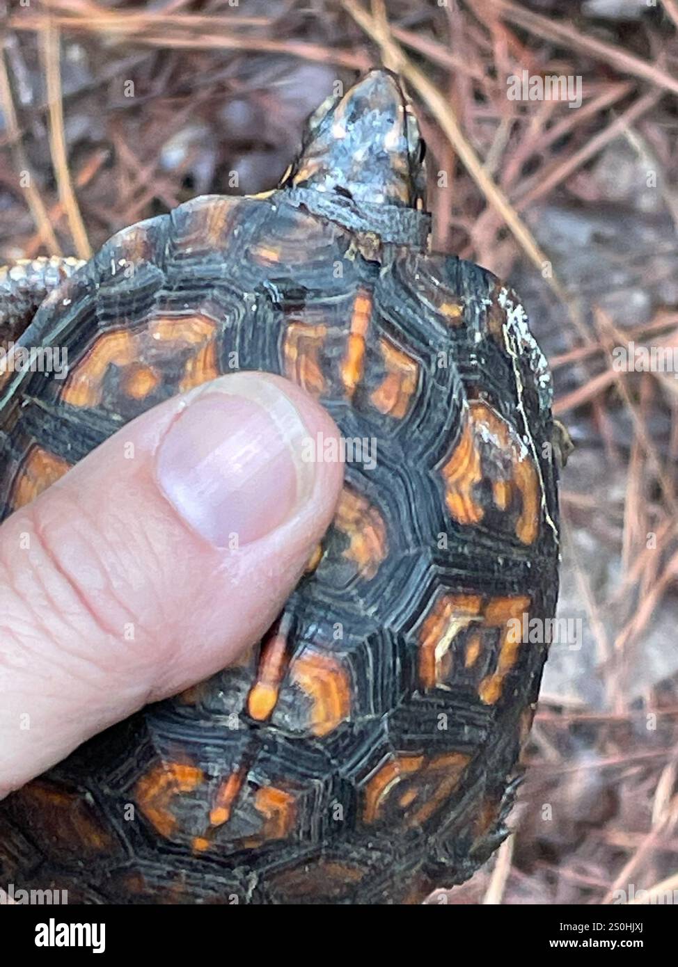 Eastern Box Turtle (Terrapene carolina carolina Stock Photo - Alamy