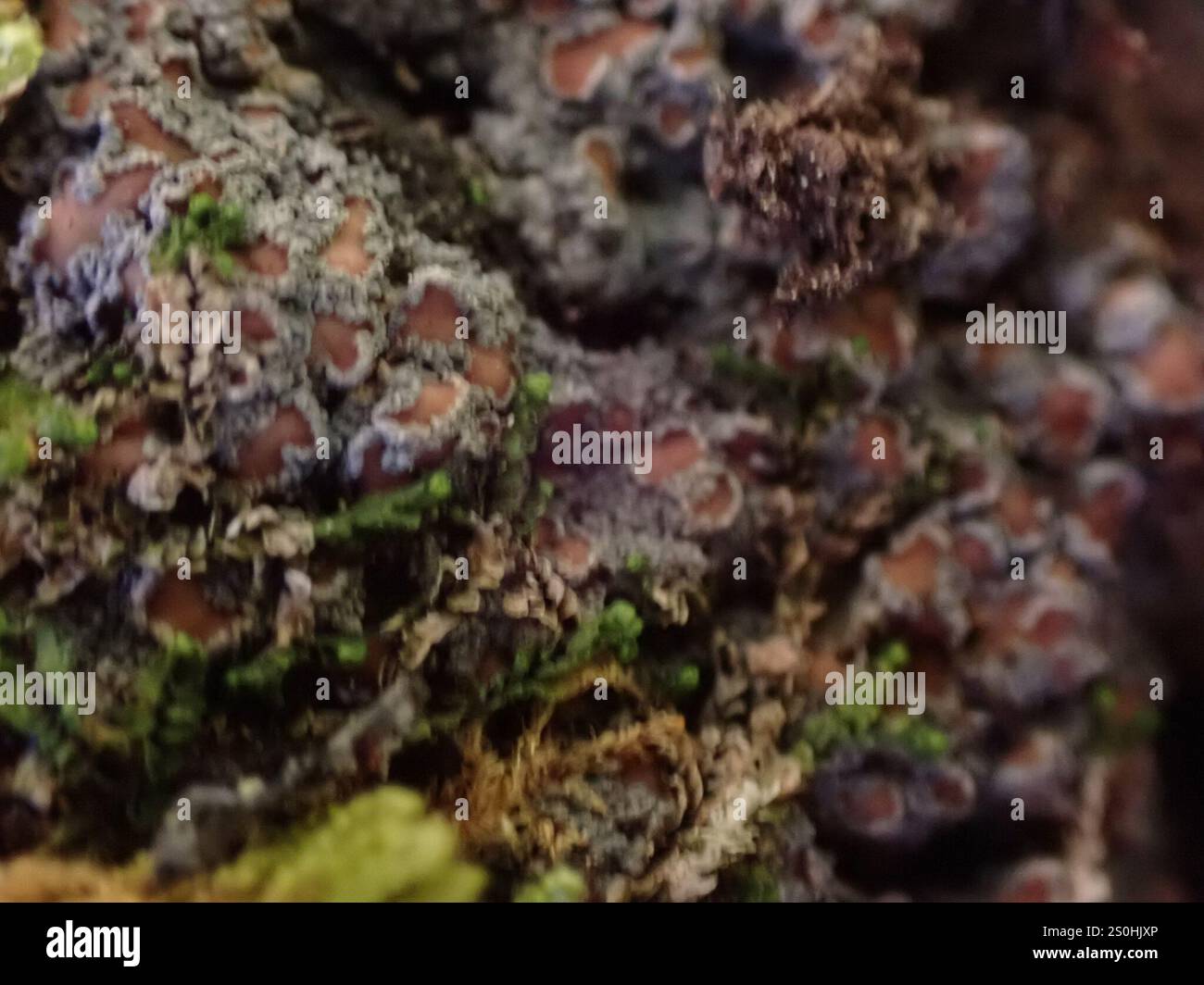 Brown-gray Moss-shingle Lichen (Protopannaria pezizoides Stock Photo ...