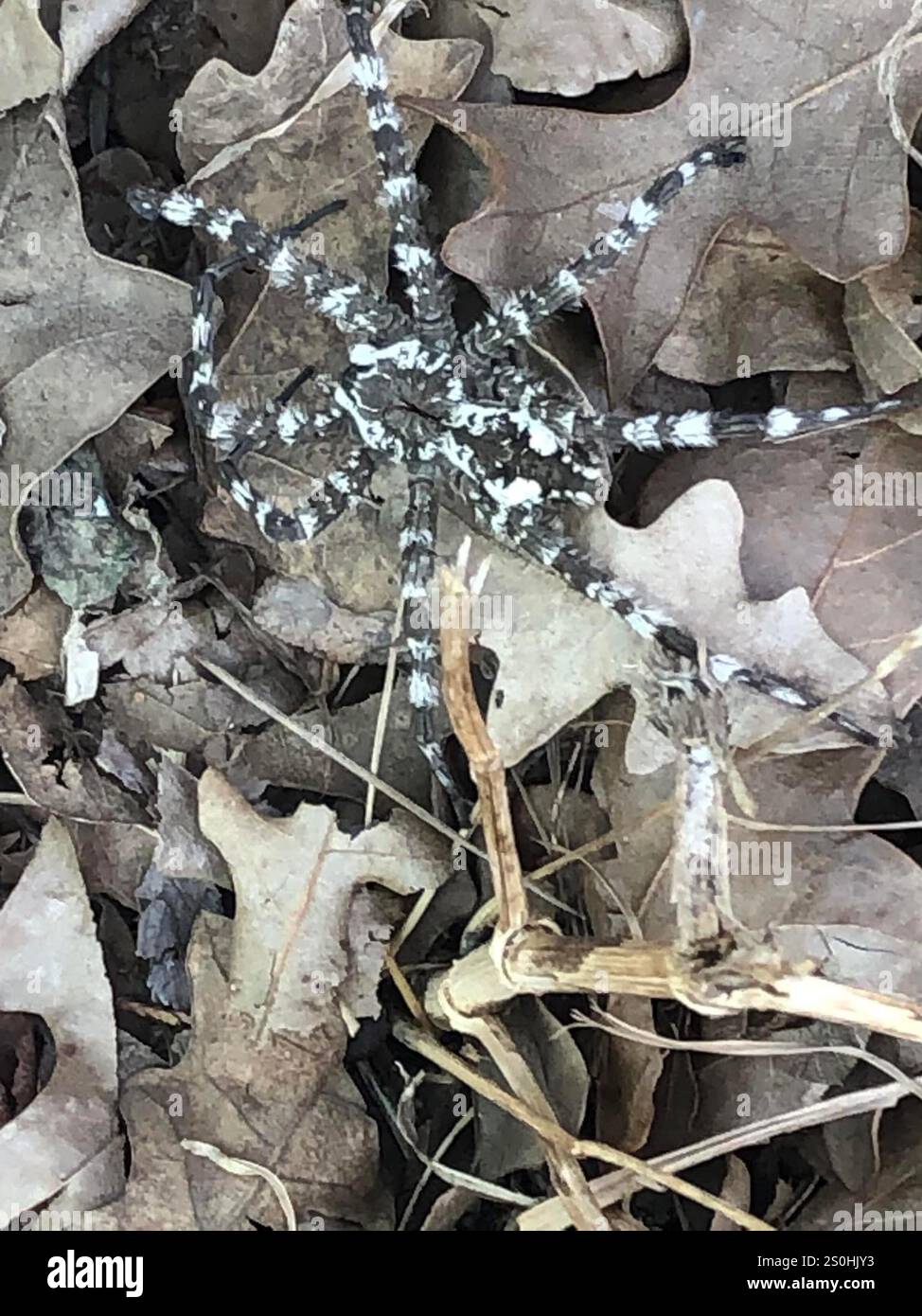 White-banded Fishing Spider (Dolomedes albineus Stock Photo - Alamy
