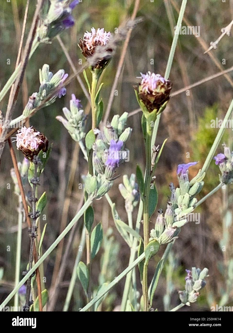 Spike lavender (Lavandula latifolia Stock Photo - Alamy