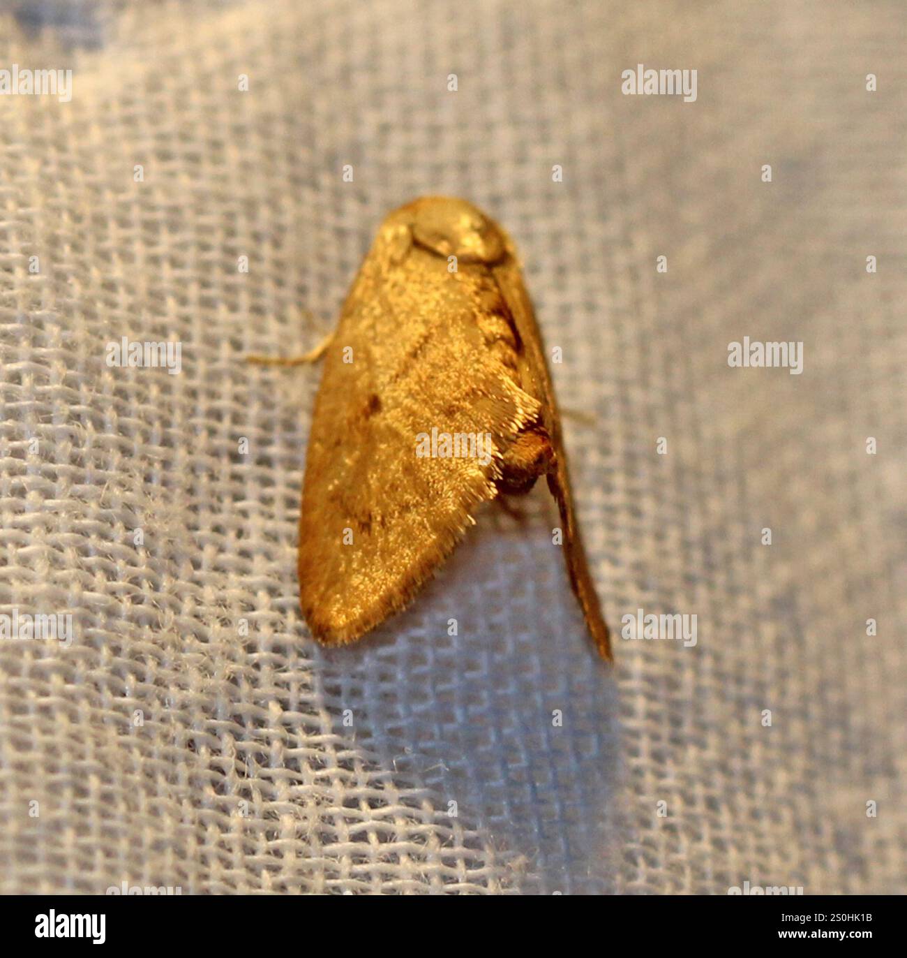 Red-crossed Button Slug Moth (Tortricidia pallida Stock Photo - Alamy