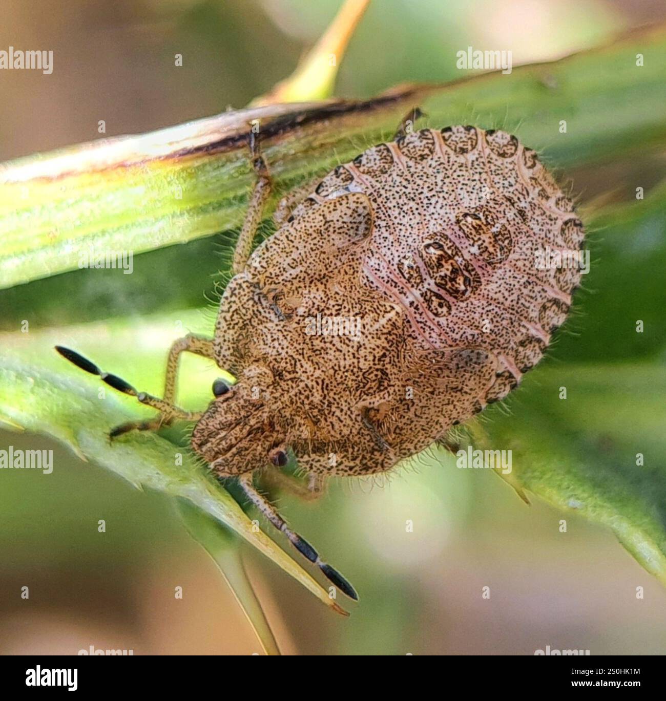 Sloe Bug (Dolycoris baccarum Stock Photo - Alamy
