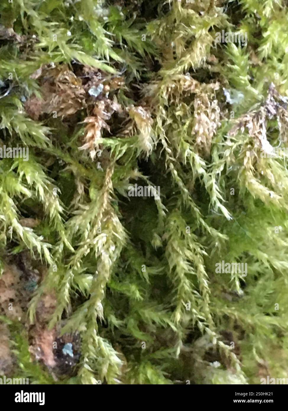 Cat's Tail Moss (Pseudisothecium stoloniferum Stock Photo - Alamy
