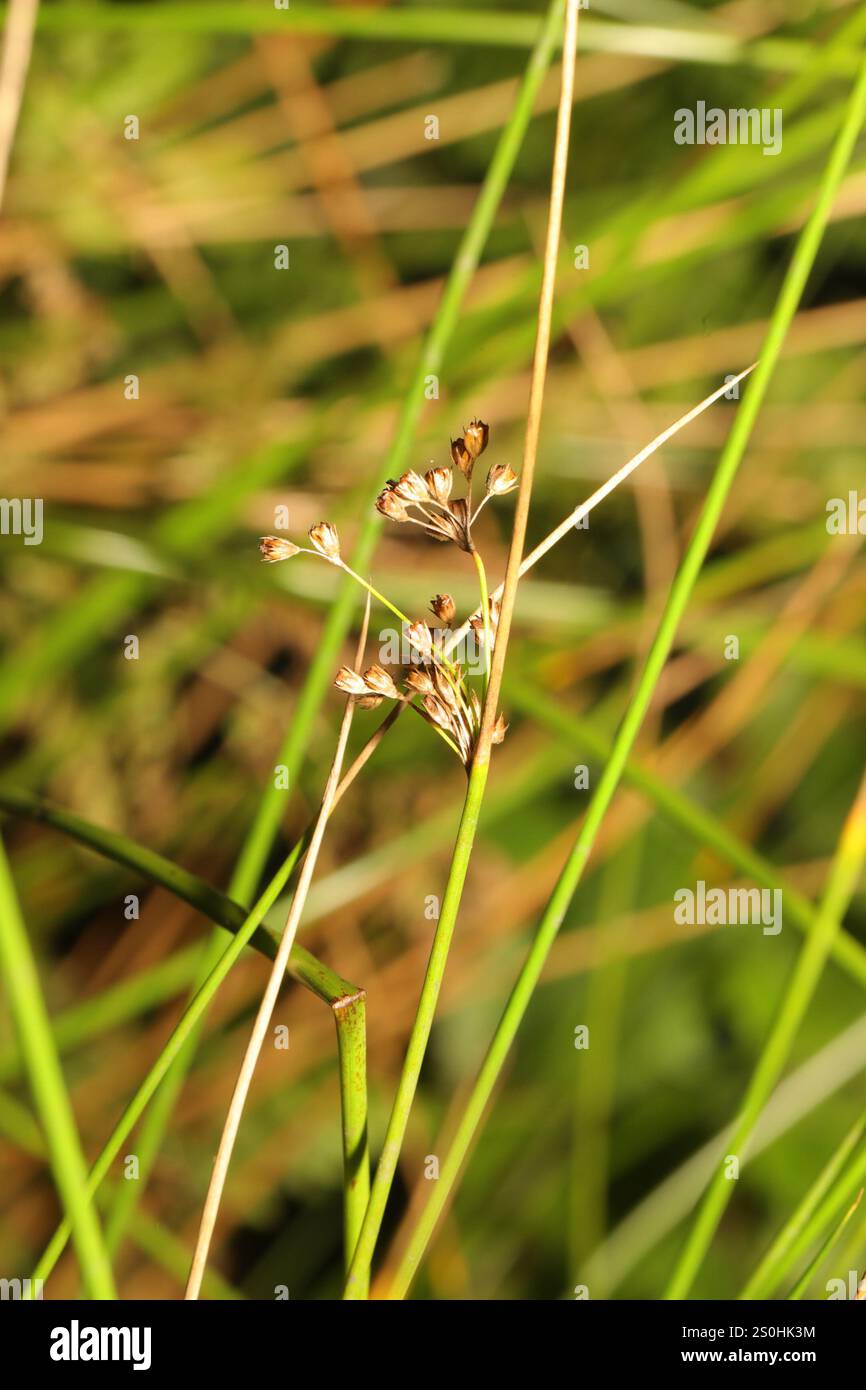 Soft Rush (Juncus effusus Stock Photo - Alamy