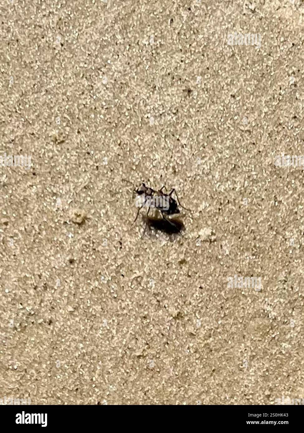 Bronzed Tiger Beetle (Cicindela repanda Stock Photo - Alamy