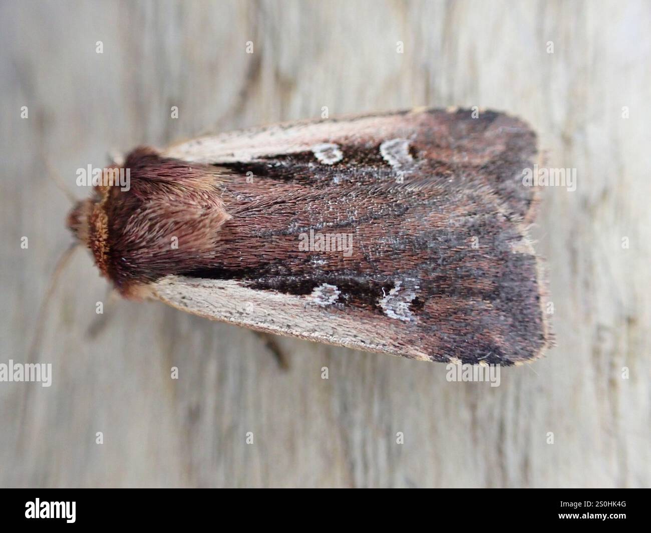 Flame Shoulder Moth (Ochropleura plecta Stock Photo - Alamy