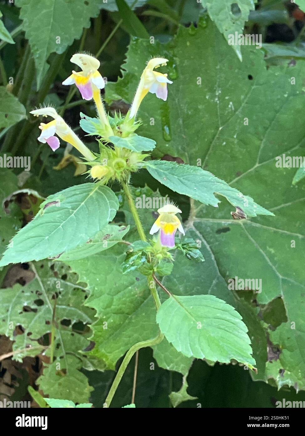 Large-flowered Hemp-nettle (Galeopsis speciosa Stock Photo - Alamy