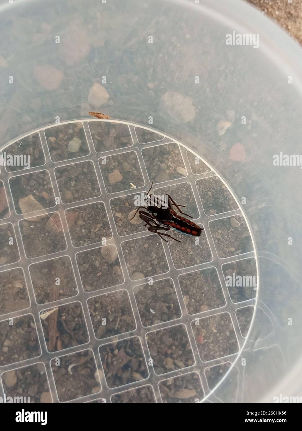 Water Crickets (Velia Stock Photo - Alamy