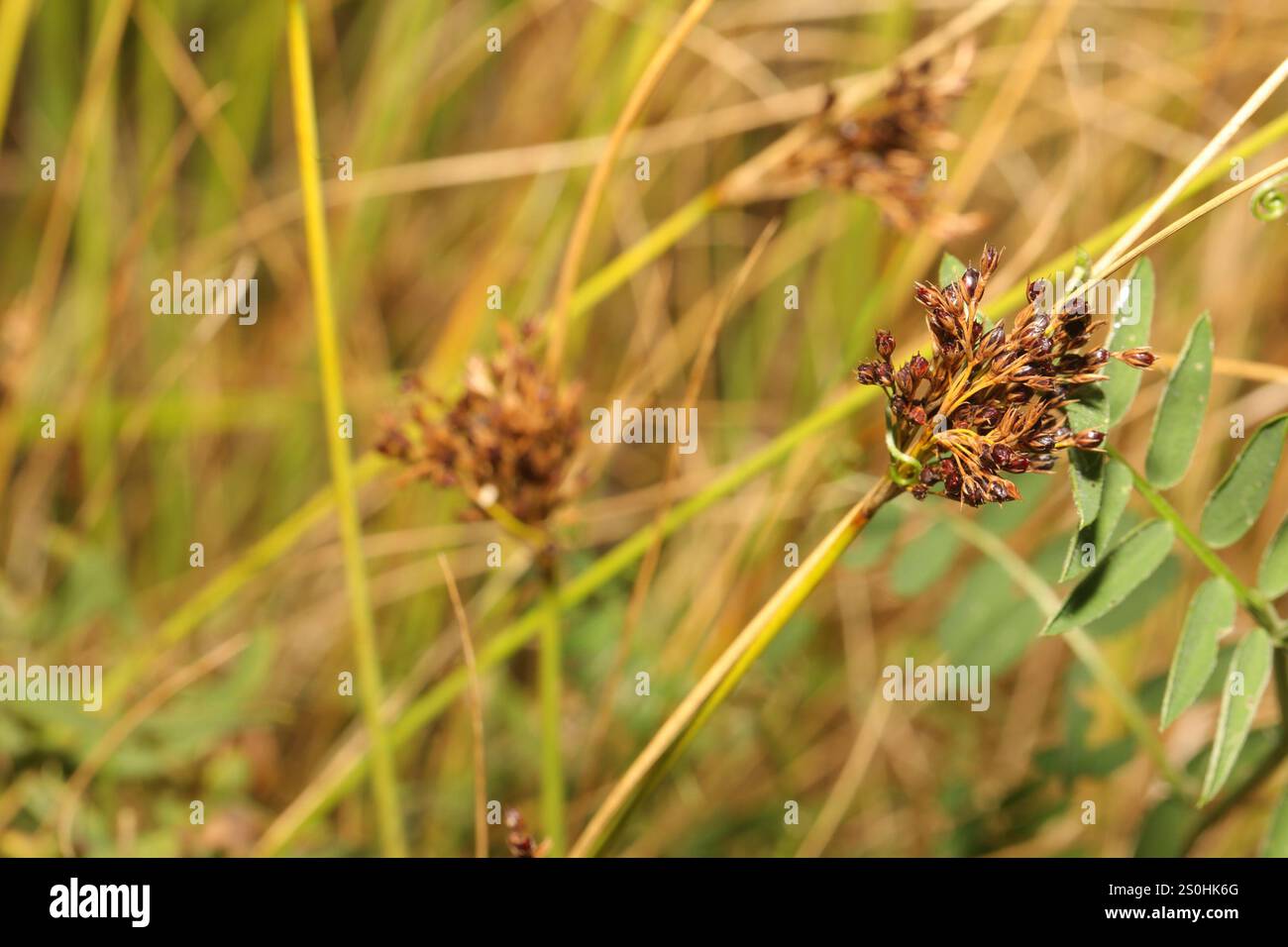 Hard Rush (Juncus inflexus Stock Photo - Alamy