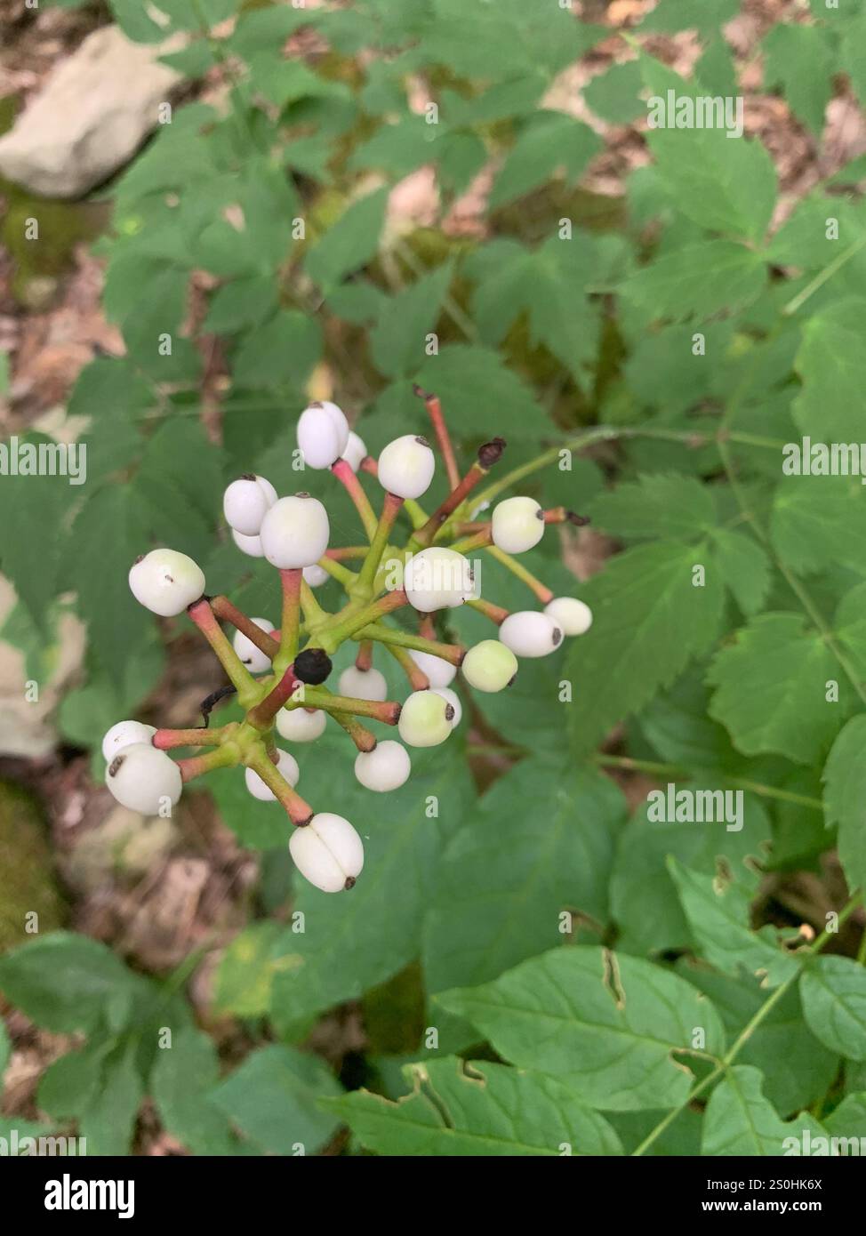 white baneberry (Actaea pachypoda Stock Photo - Alamy