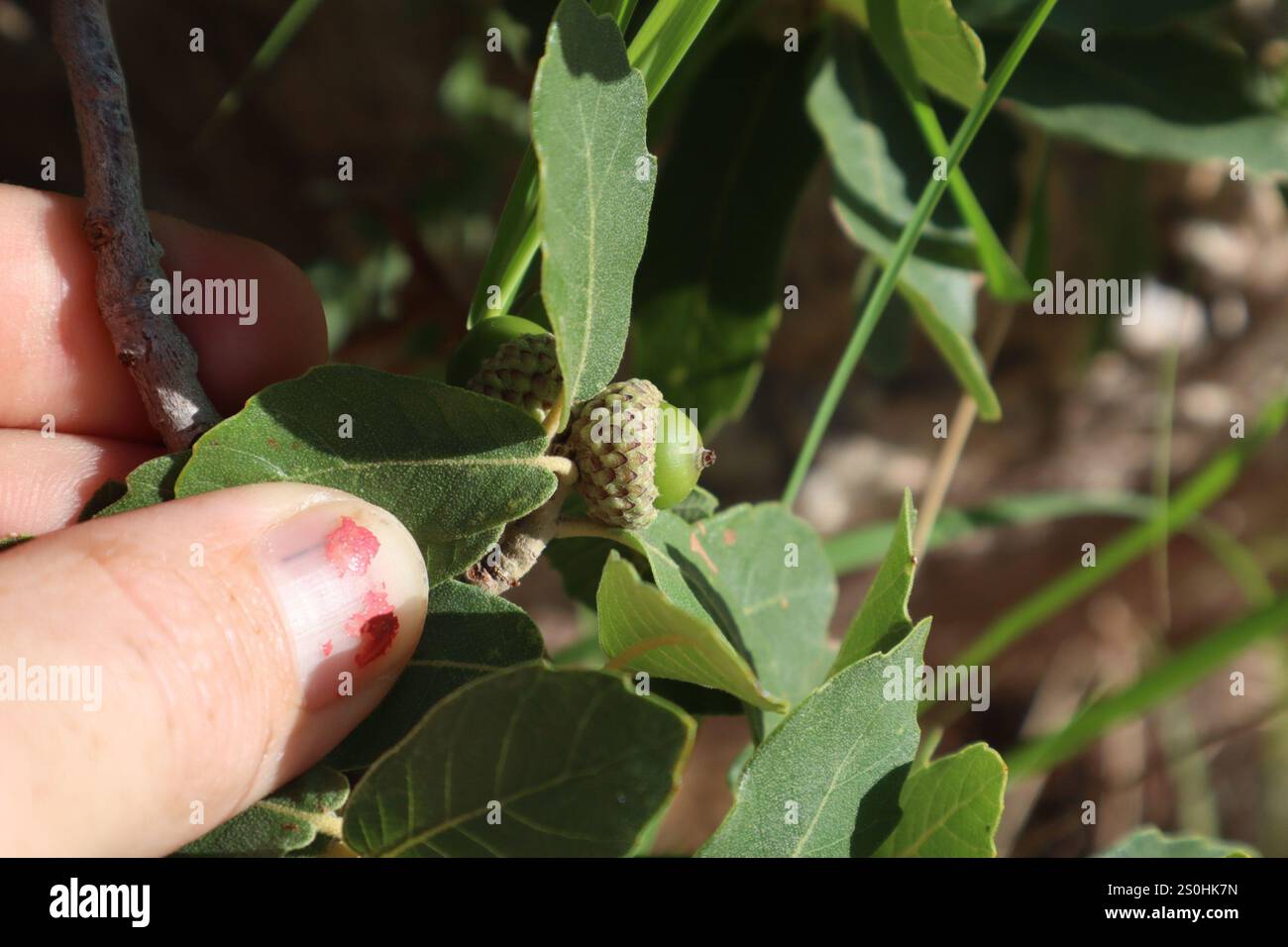 Arizona white oak (Quercus arizonica Stock Photo - Alamy