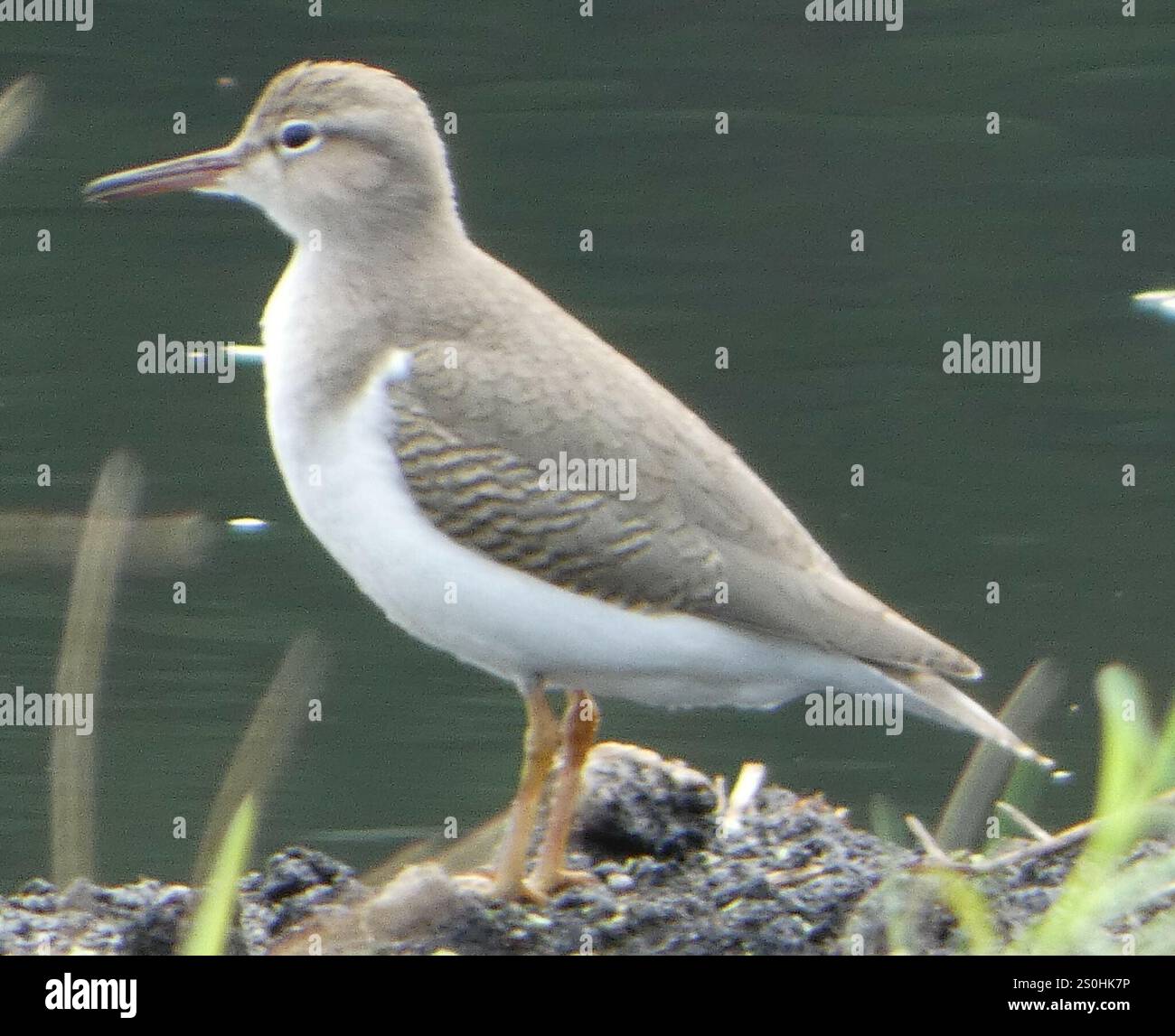 Spotted Sandpiper (Actitis macularius Stock Photo - Alamy