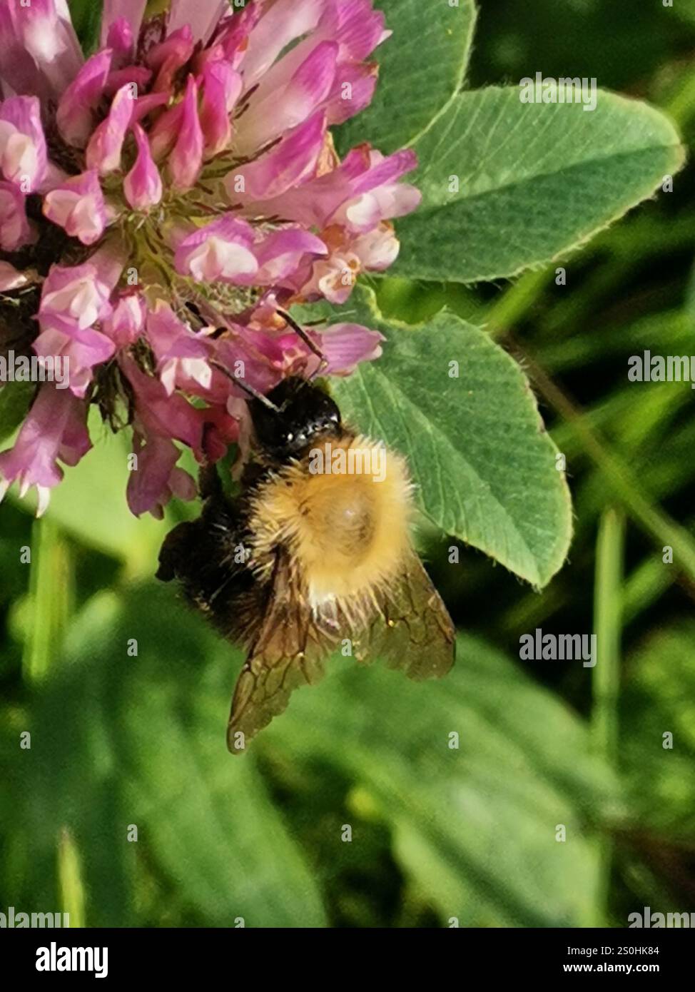Common Carder Bumble Bee (Bombus pascuorum Stock Photo - Alamy