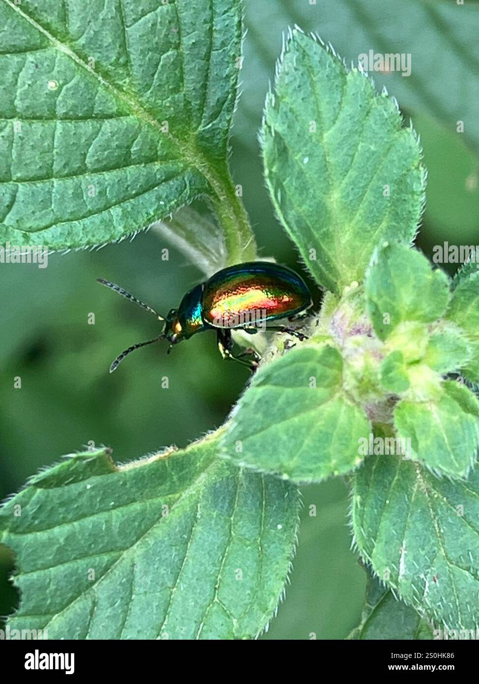 Dead-nettle Leaf Beetle (Fasta fastuosa Stock Photo - Alamy