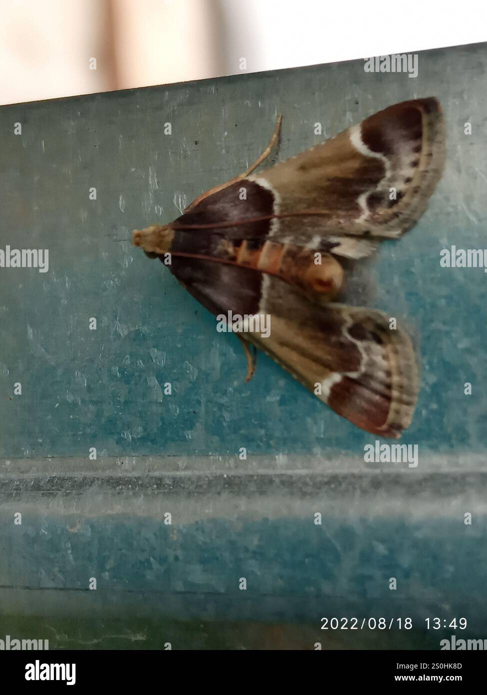 Pyralis farinalis hi-res stock photography and images - Alamy