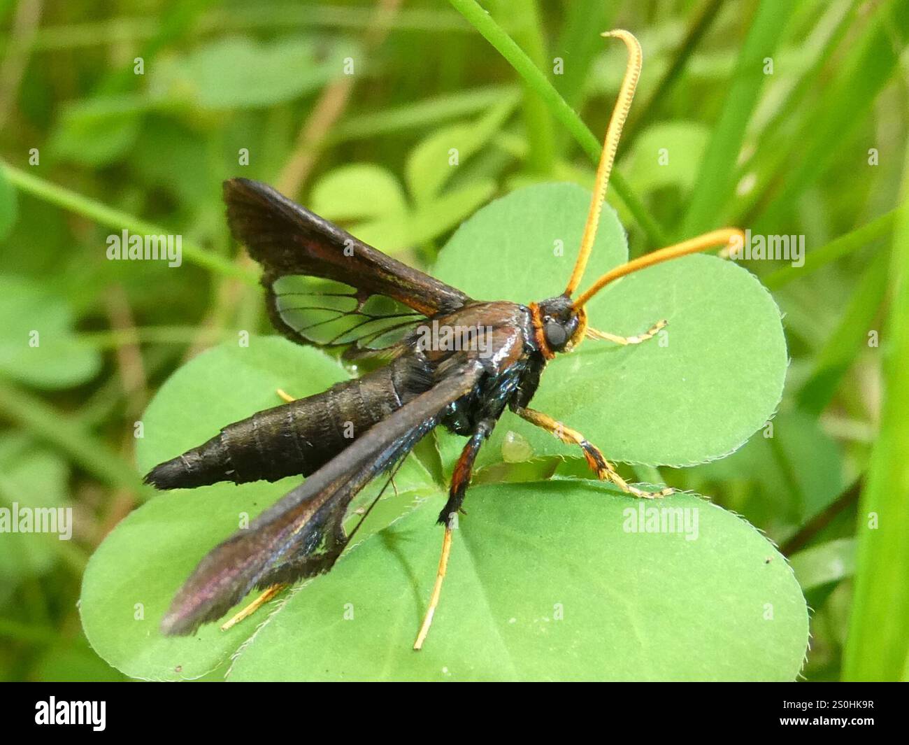 Clematis Clearwing Moth (Alcathoe caudata Stock Photo - Alamy