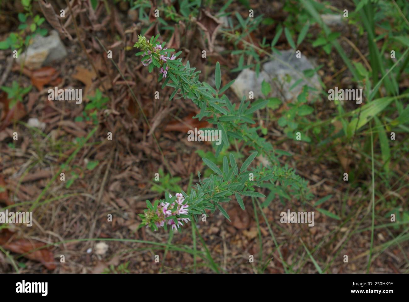slender bush clover (Lespedeza virginica Stock Photo - Alamy