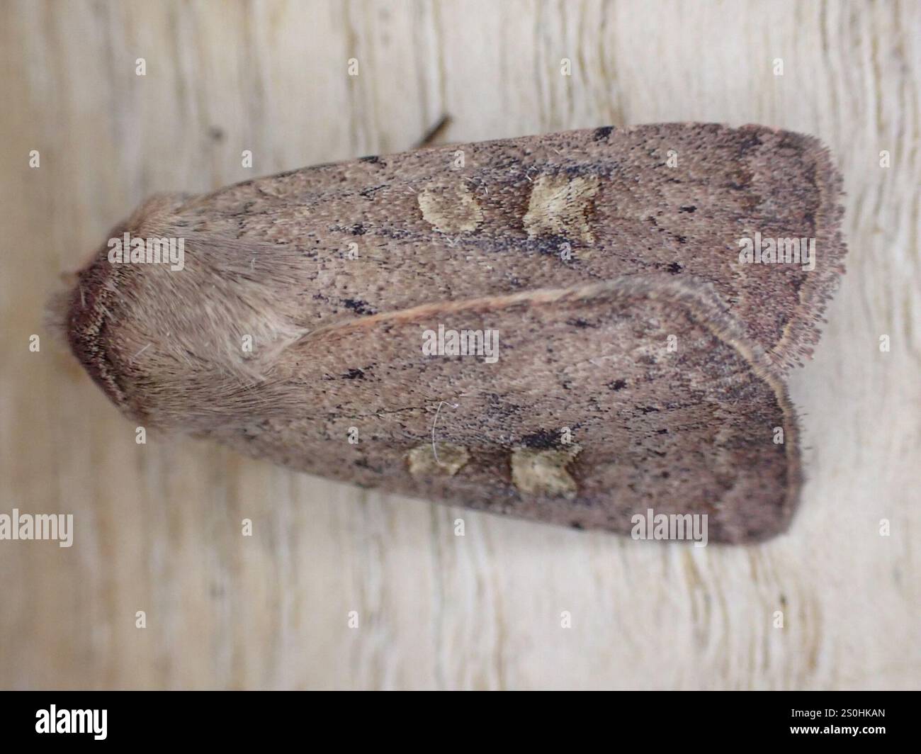 Square-spot Rustic (Xestia xanthographa Stock Photo - Alamy