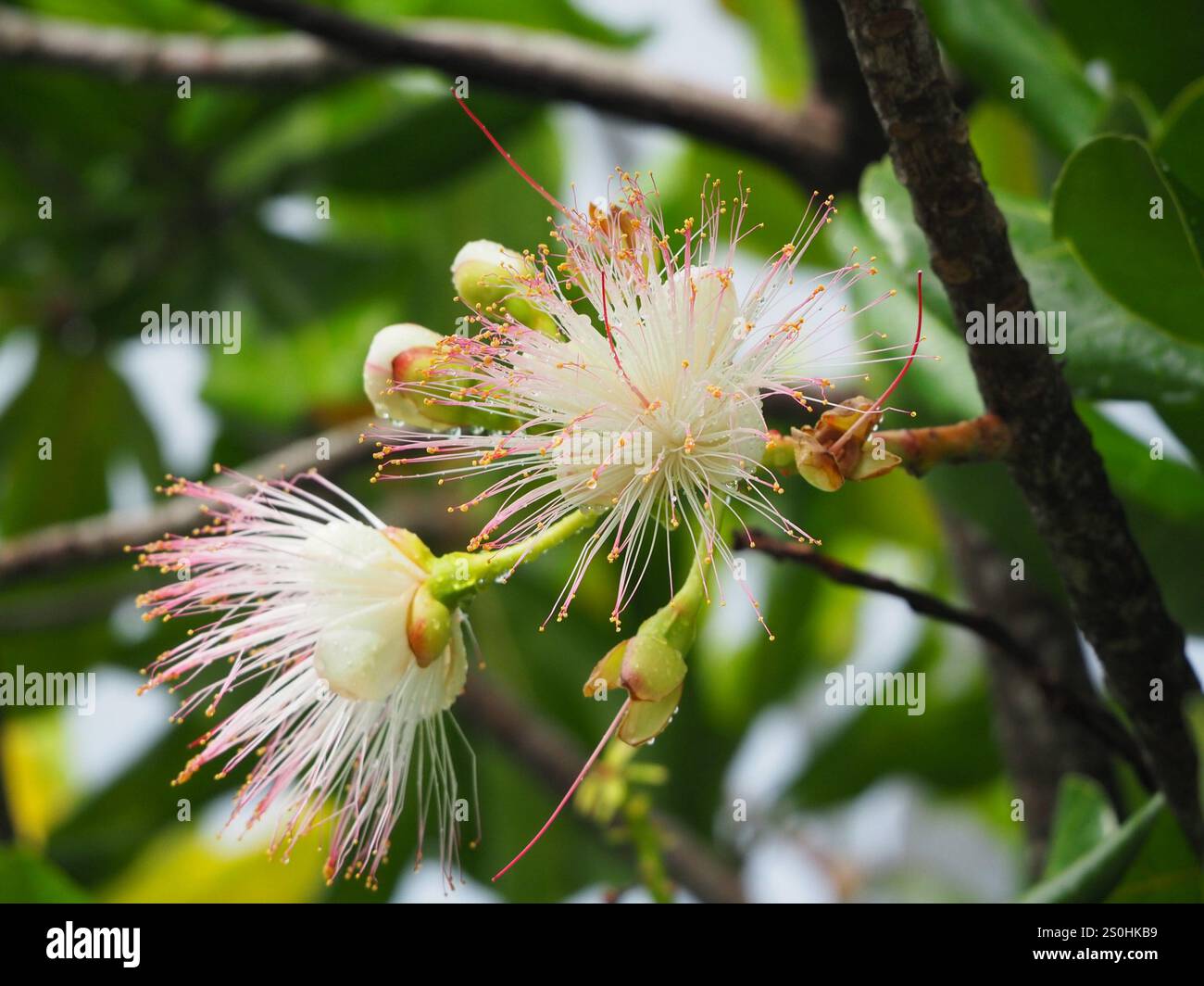 Fish Poison Tree (Barringtonia asiatica Stock Photo - Alamy