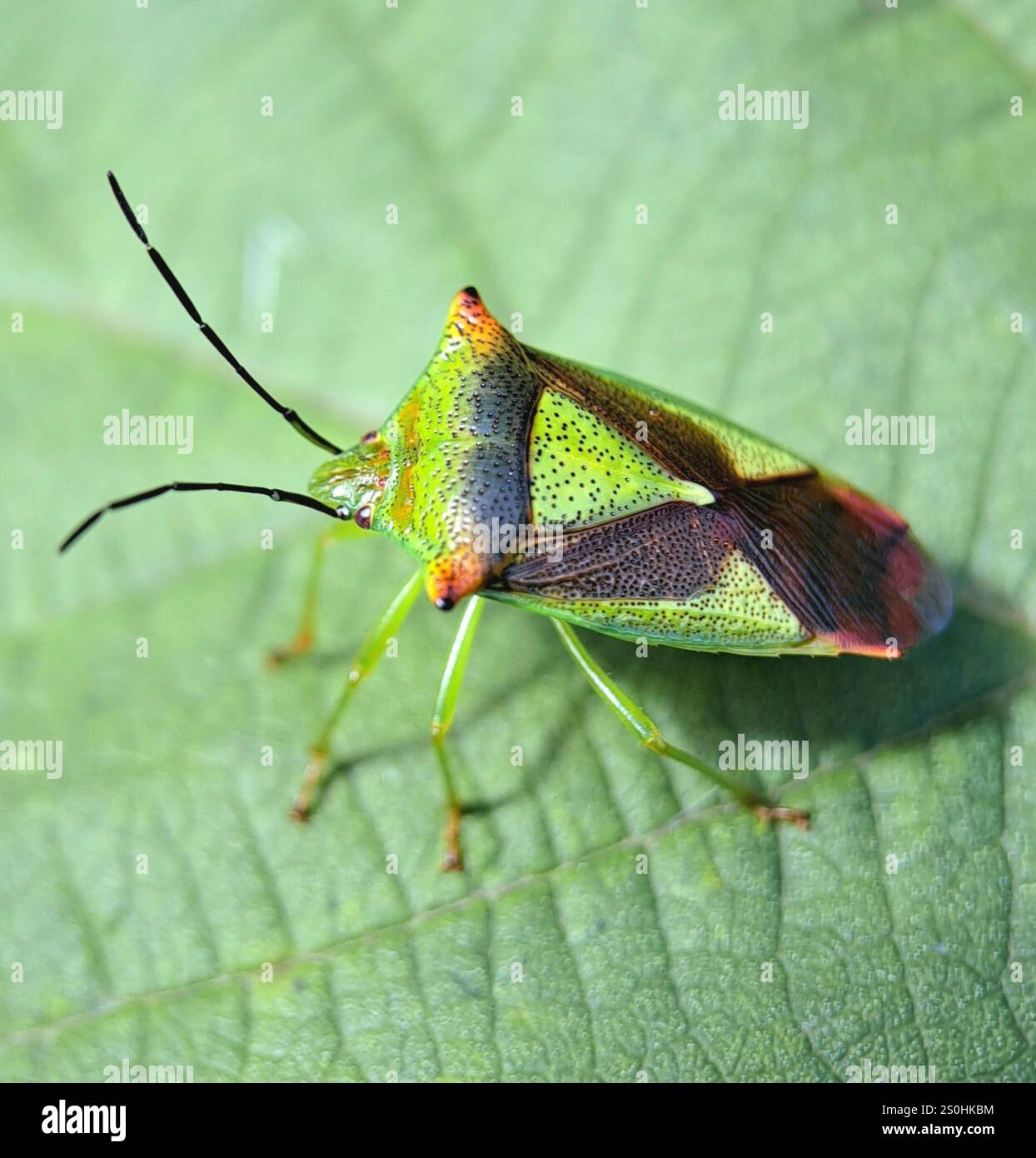 Hawthorn Shield Bug (Acanthosoma haemorrhoidale Stock Photo - Alamy