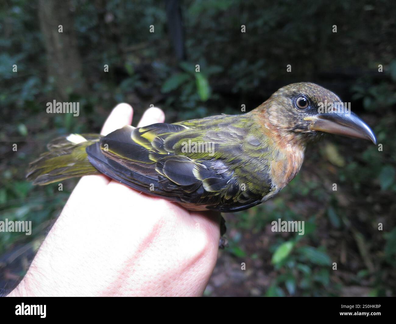 Giant Weaver (Ploceus grandis Stock Photo - Alamy