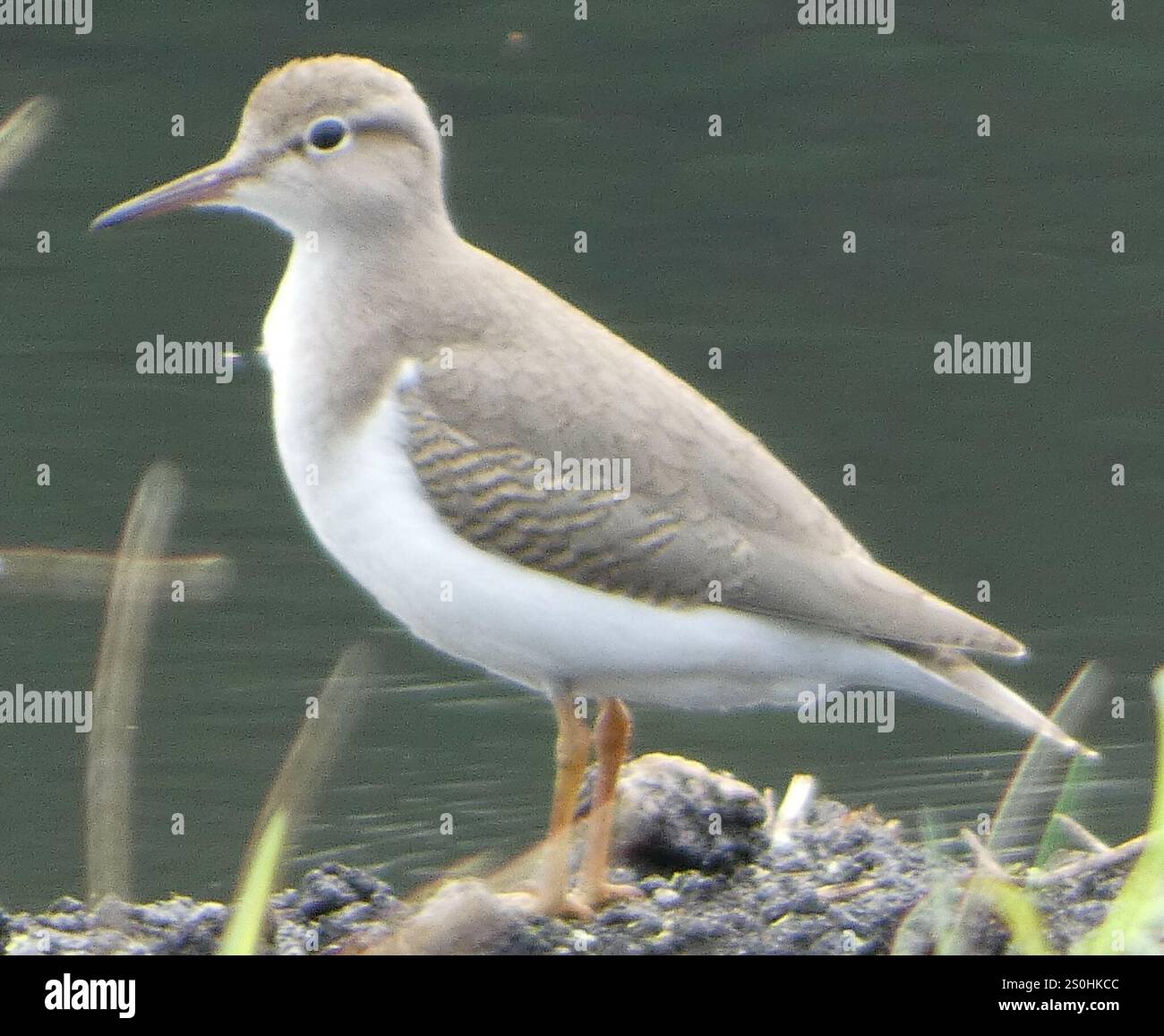 Spotted Sandpiper (Actitis macularius Stock Photo - Alamy