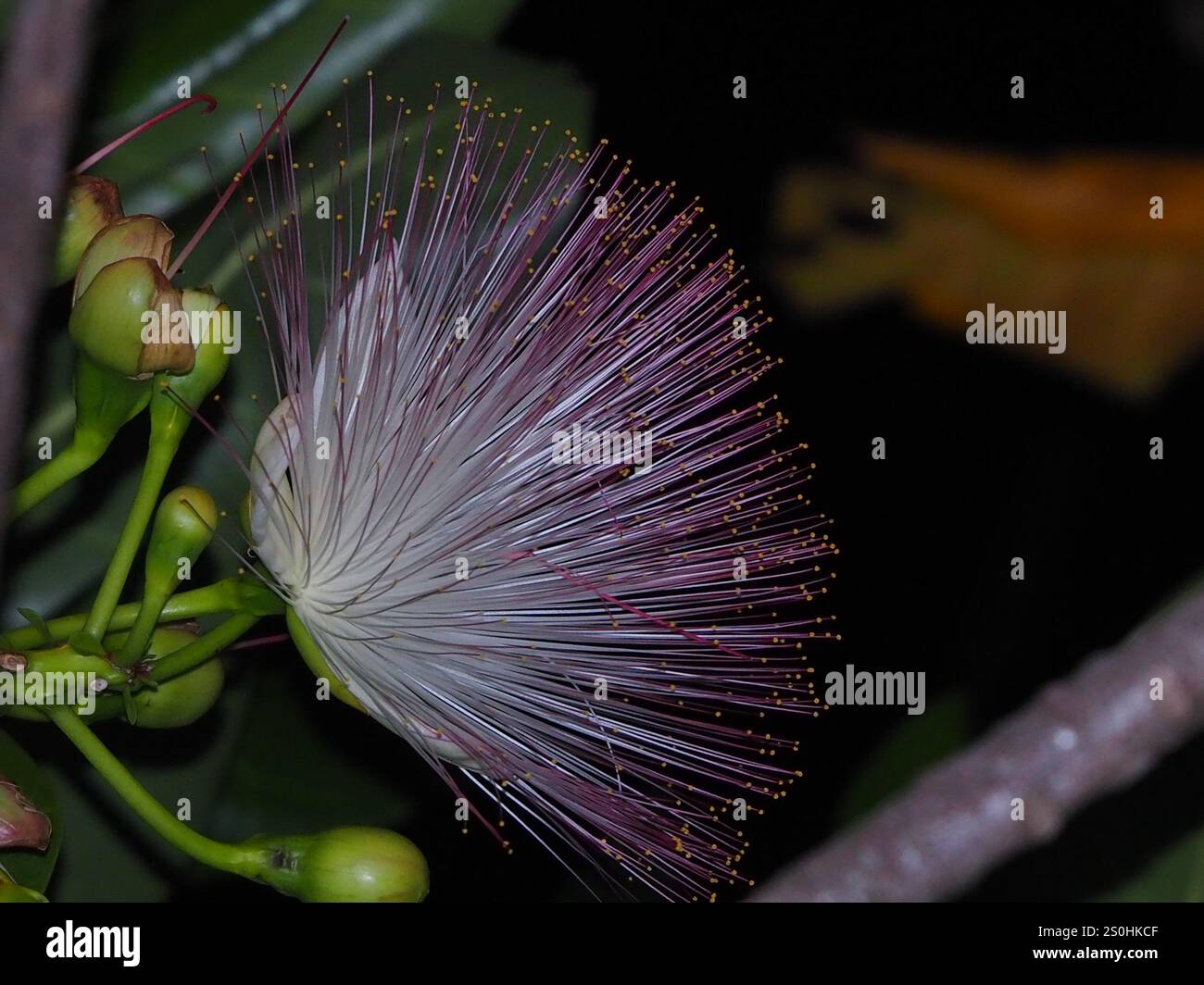 Fish Poison Tree (Barringtonia asiatica Stock Photo - Alamy