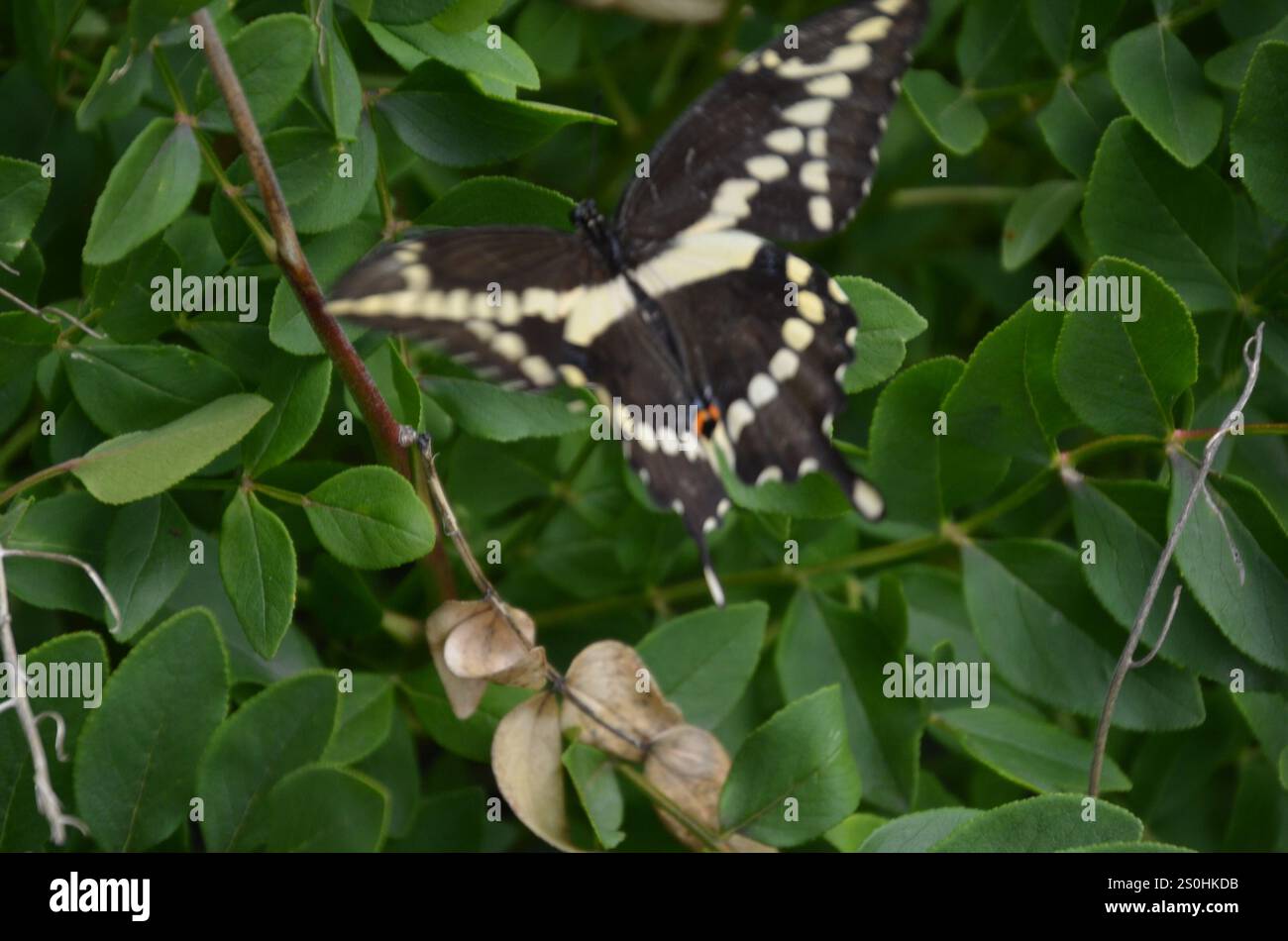 Eastern Giant Swallowtail (Heraclides cresphontes Stock Photo - Alamy