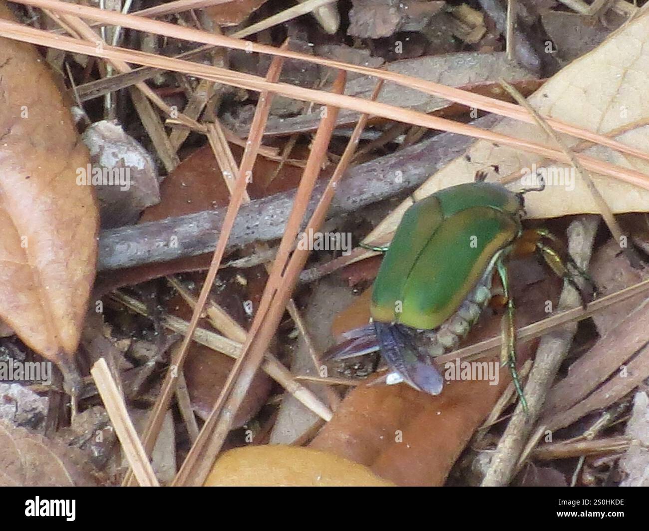 Common Green June Beetle (Cotinis nitida Stock Photo - Alamy
