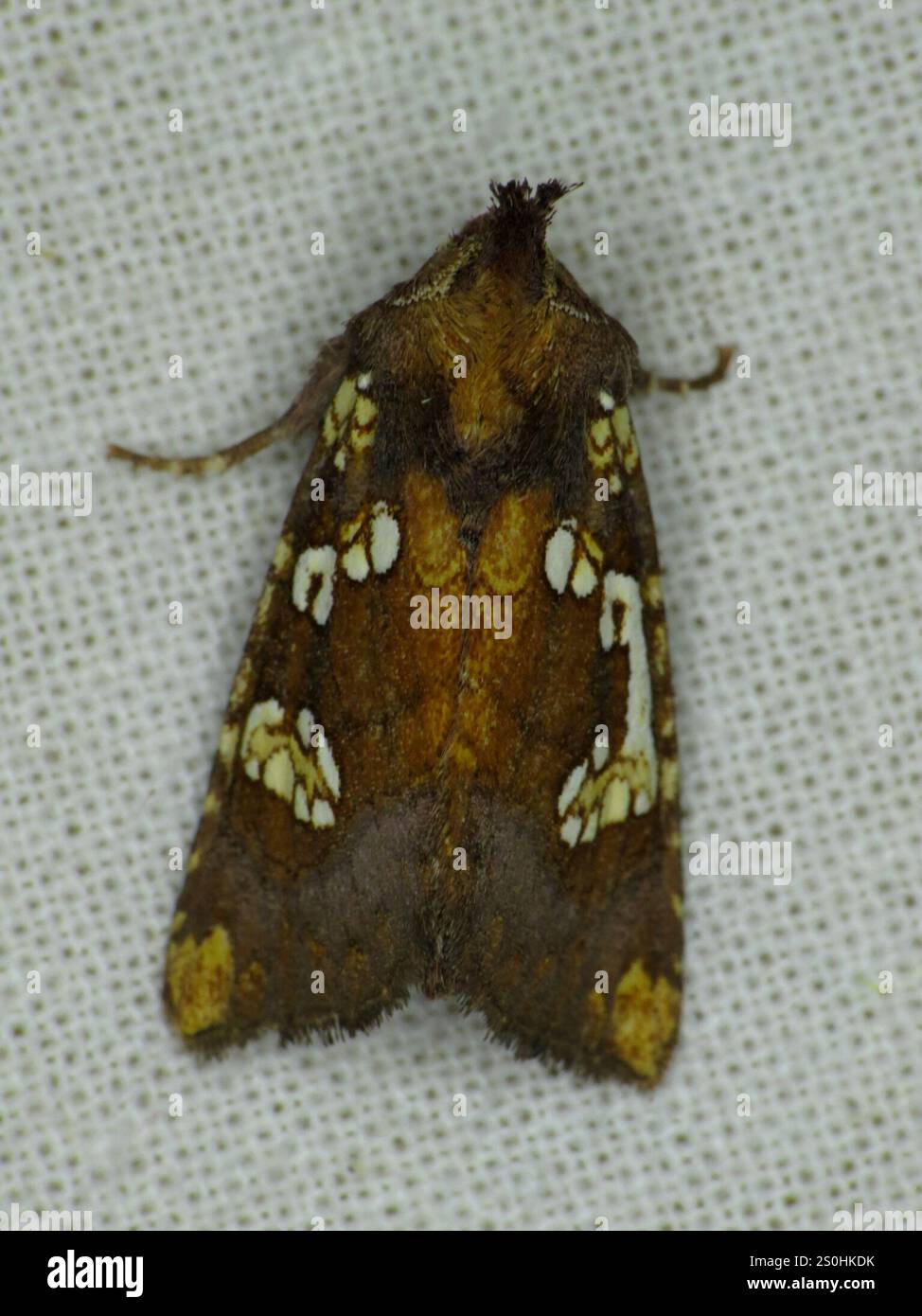 Turtle Head Borer Moth (Papaipema nepheleptena Stock Photo - Alamy