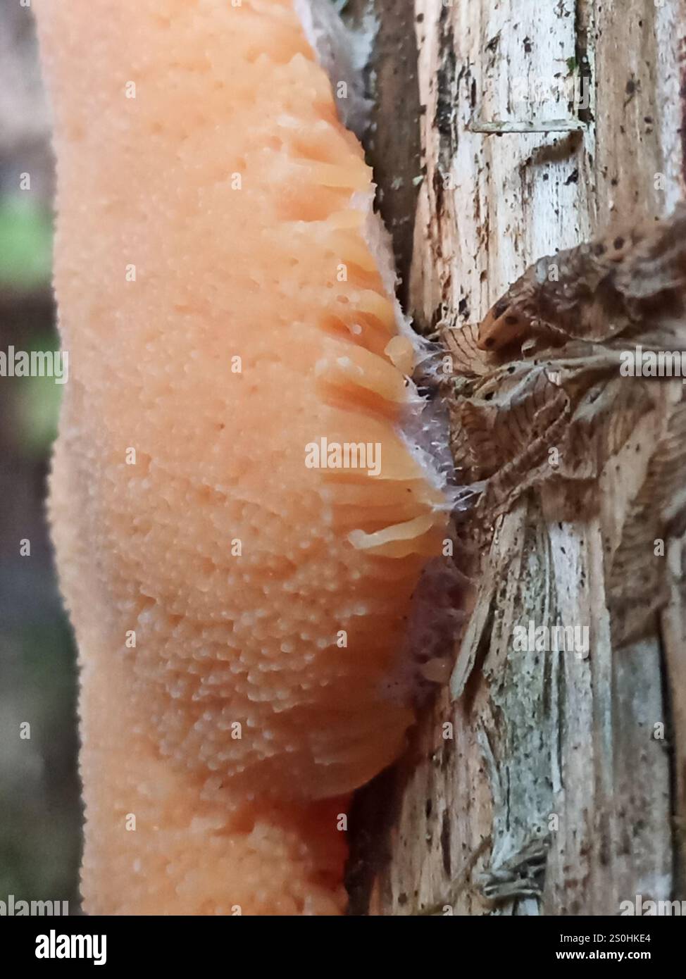 Red Raspberry Slime Mold (Tubifera ferruginosa Stock Photo - Alamy