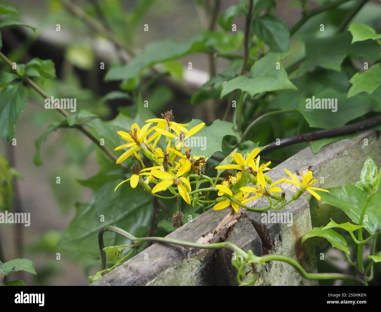 Canary creeper (Senecio tamoides Stock Photo - Alamy