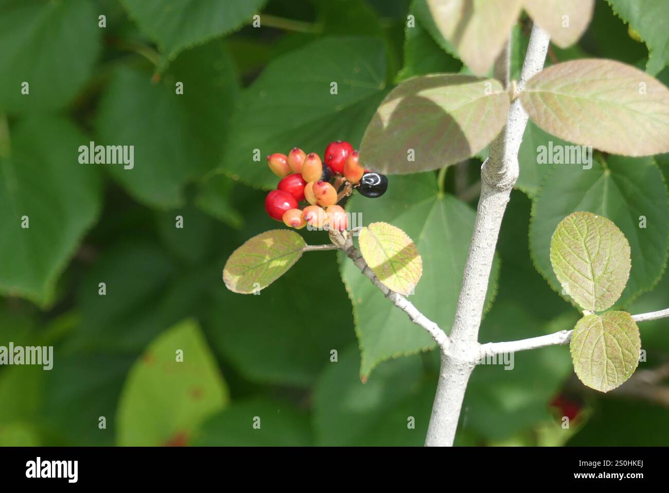 Wayfaring-tree (Viburnum lantana Stock Photo - Alamy