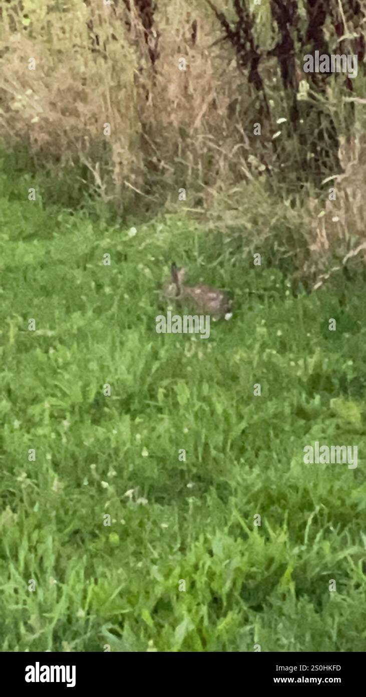 Eastern Cottontail (Sylvilagus floridanus Stock Photo - Alamy