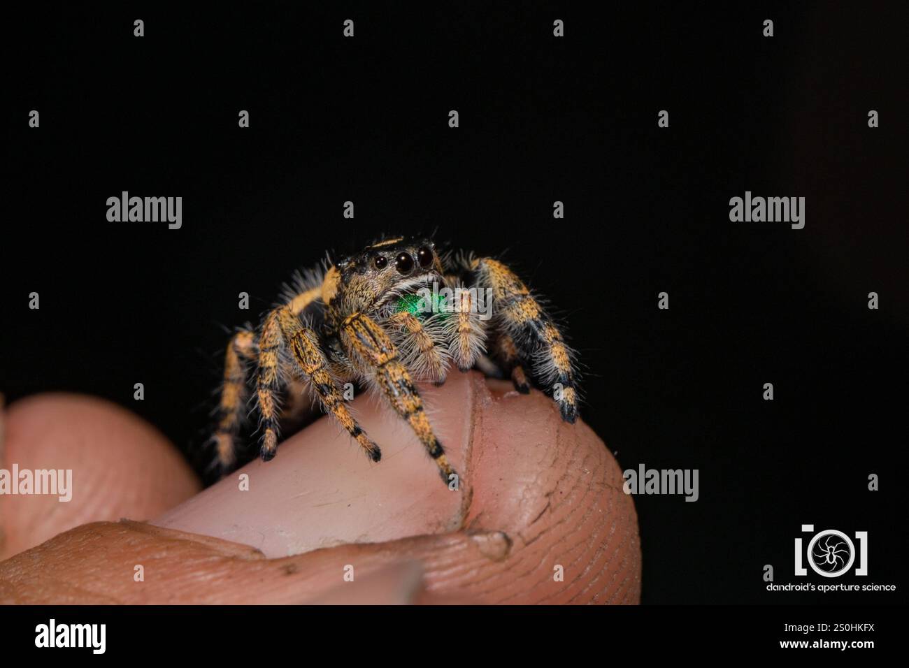 Workman's Jumping Spider (Phidippus workmani Stock Photo - Alamy